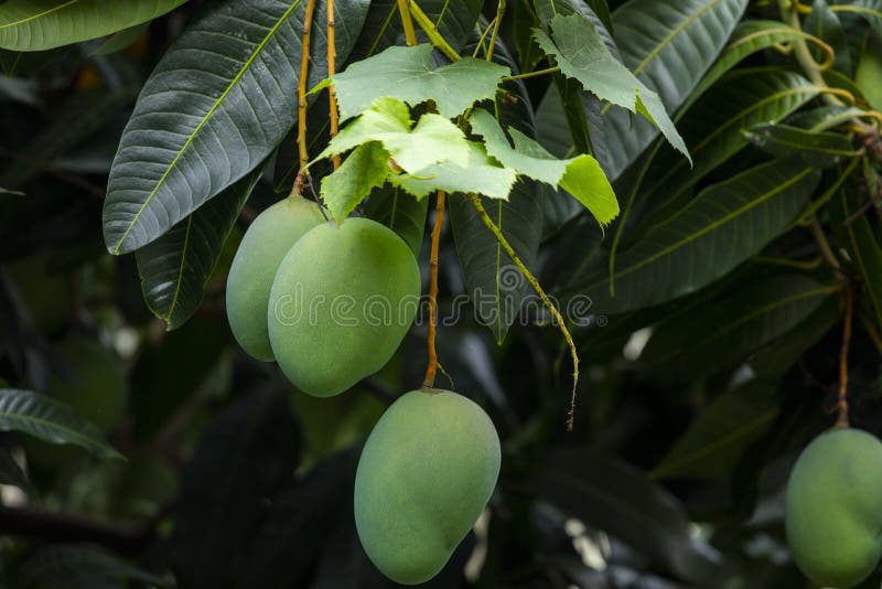Sunshine, Mango Tree, Ripe, Mango, Fruit Stock Photo - Image of high ...