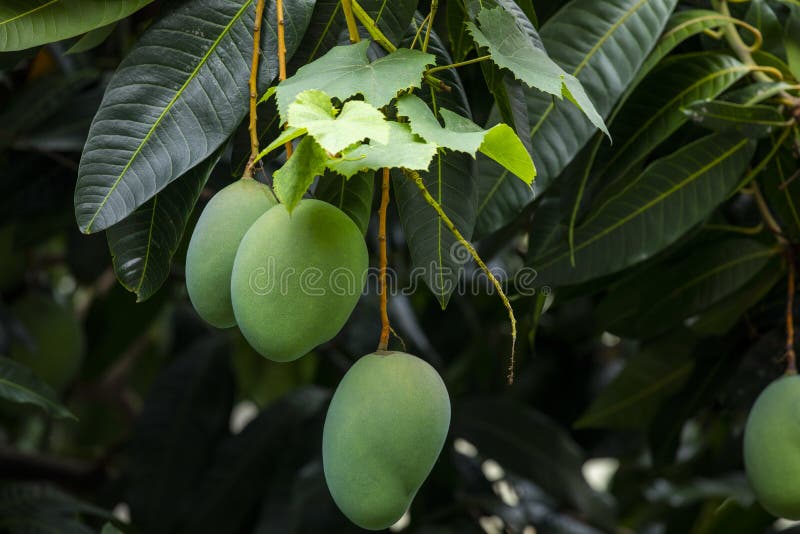 Sunshine, Mango Tree, Ripe, Mango, Fruit Stock Photo - Image of aroma ...