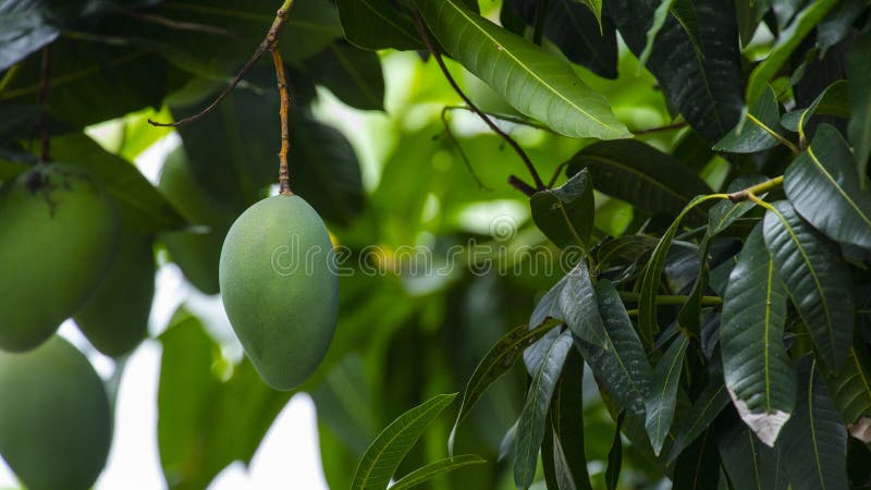 Sunshine, Mango Tree, Ripe, Mango, Fruit Stock Image - Image of high ...
