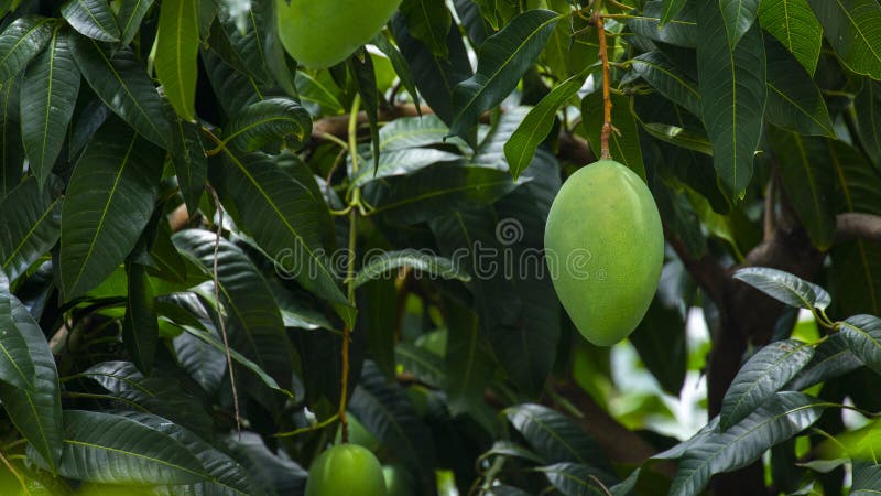 Sunshine, Mango Tree, Ripe, Mango, Fruit Stock Image - Image of fruit ...