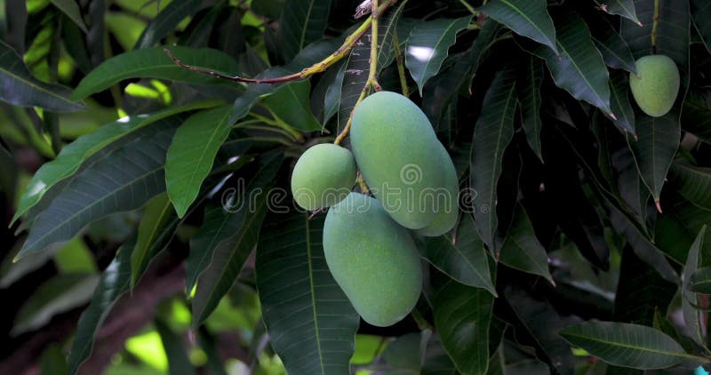 Sunshine, Mango Tree, Ripe, Mango, Fruit Stock Footage - Video of ...