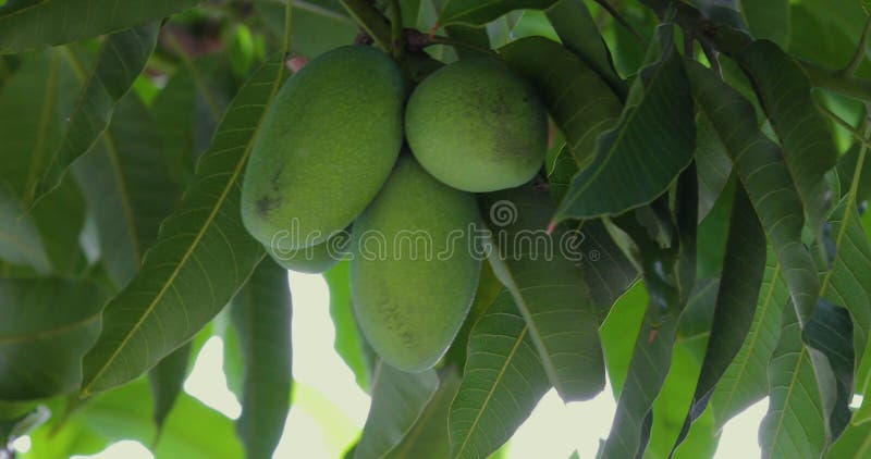 Sunshine, Mango Tree, Ripe, Mango, Fruit Stock Video - Video of ...