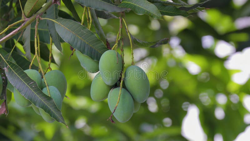 Sunshine, Mango Tree, Ripe, Mango, Fruit Stock Image - Image of tree ...