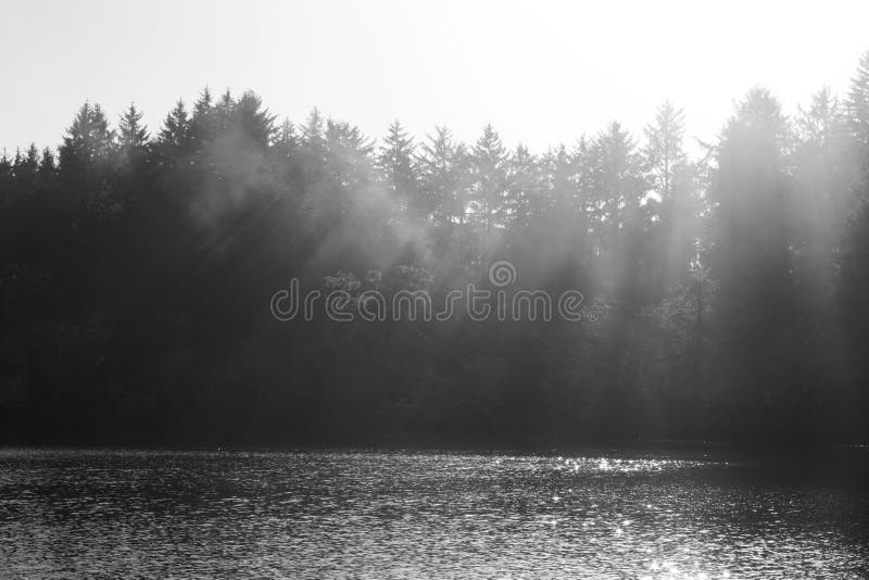 Sunshine through Mist and Trees Stock Image - Image of clouds, winter ...