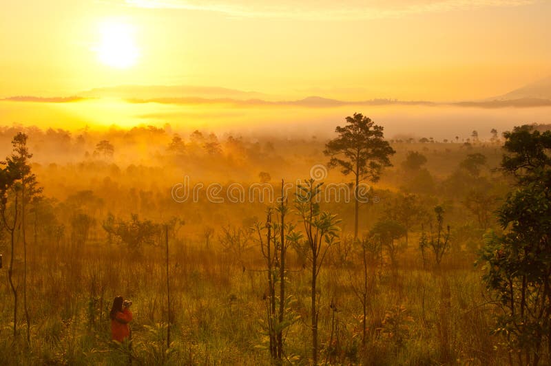 Sunshine on the Morning Mist Stock Photo - Image of female, forest ...