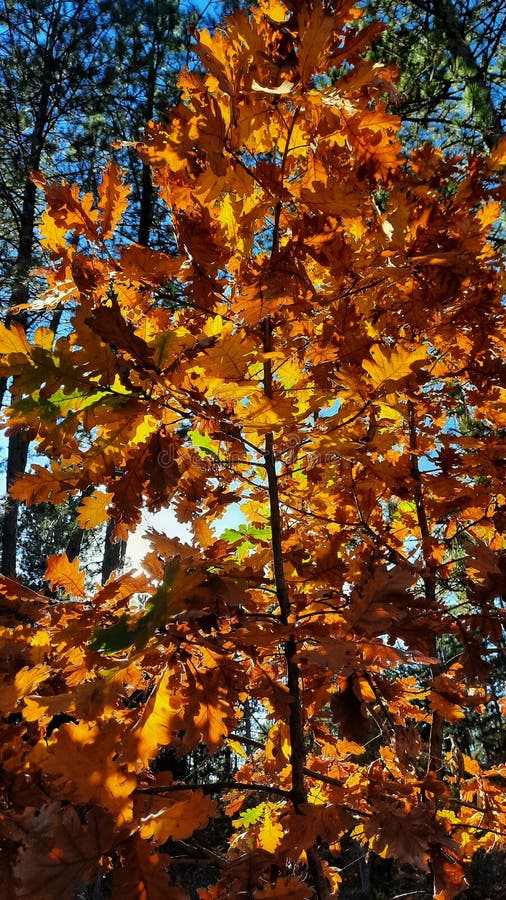 Sunshine through Oak Tree in Autumn Stock Image - Image of blue, autumn ...