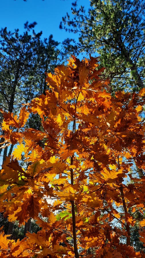 Sunshine through Oak Tree in Autumn Stock Image - Image of blue, pine ...