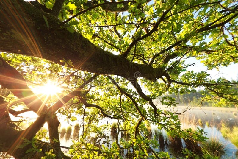 Sunshine through Tree during Misty Morning Stock Photo - Image of ...