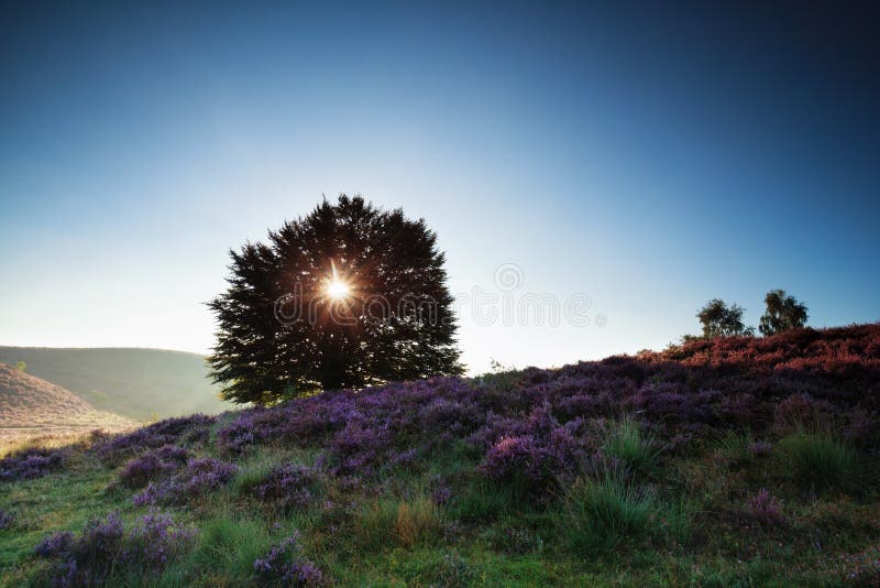 Sunshine through Oak Tree and Pink Heather Stock Photo - Image of ...