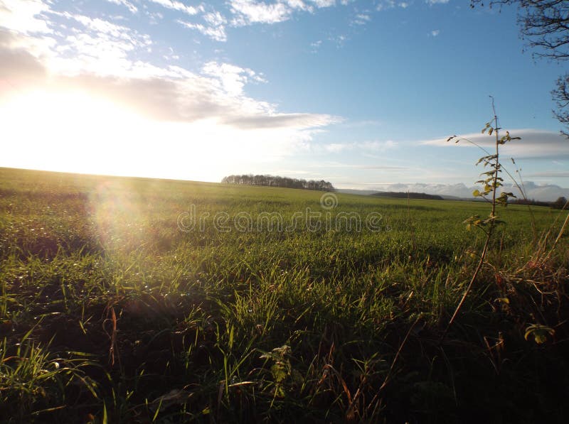Coppice on a Field of Barley Stock Image - Image of cereal, green ...