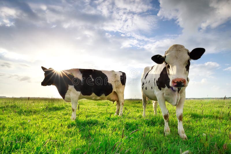Cows close up on pasture stock photo. Image of animal - 56351150