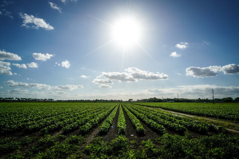 12,994 Sunshine Over Field Stock Photos - Free & Royalty-Free Stock ...