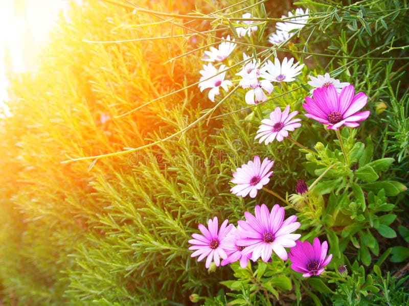 Sunshine over flower field stock photo. Image of idyllic - 27205488