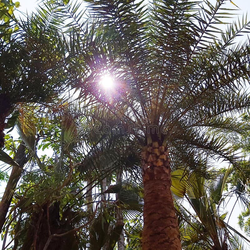 Sunshine Over the Palm Tree Stock Photo - Image of garden, tree: 210208062