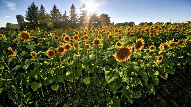 Sunshine Over the Sunflower Field Stock Photo - Image of canada ...
