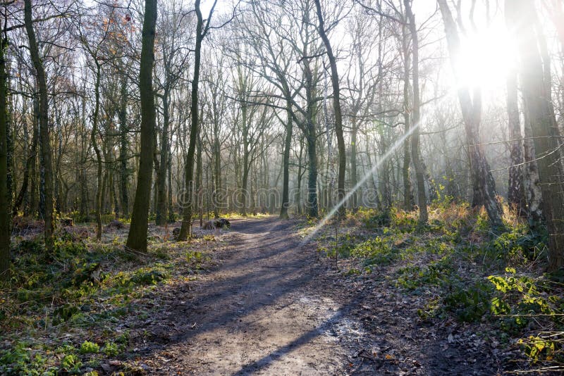 Sunshine on the path stock image. Image of woods, sunbeams - 39129439