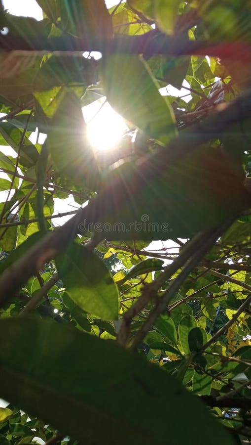 372 Beautiful Flower Behind Jungle Stock Photos - Free & Royalty-Free ...