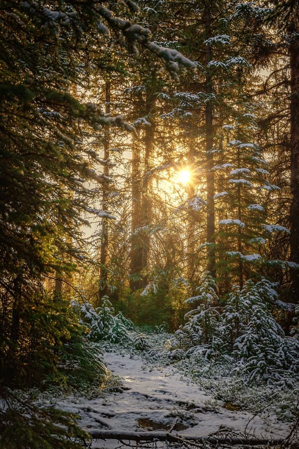 Sunshine Peeking through Wintry Trees Stock Photo - Image of snow, pine ...