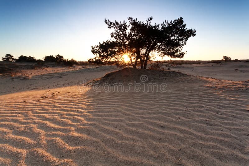 Sunshine through Pine Tree and Sand Dune Stock Image - Image of holland ...