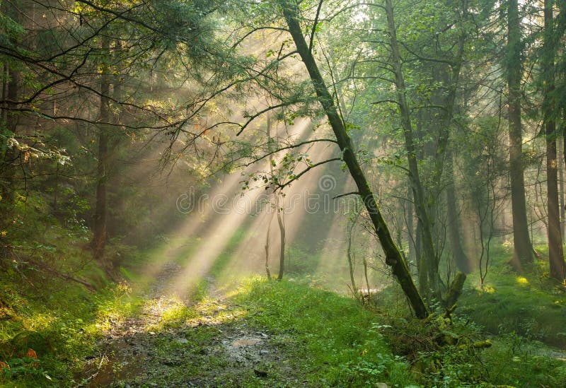 Sun rays in the woods stock image. Image of morning - 100719747