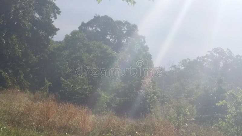 Sunshine stock photo. Image of country, trees, rays, sunshine - 77404336