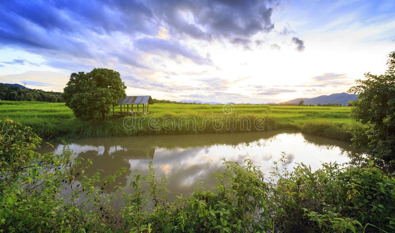 Sunshine Rice stock image. Image of blue, growth, flora - 29790957