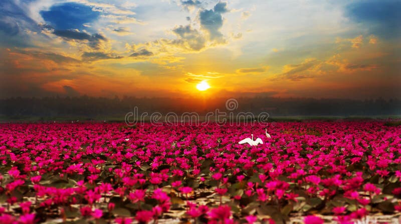 Sunshine Rising Lotus Flower Stock Image - Image of illumination ...