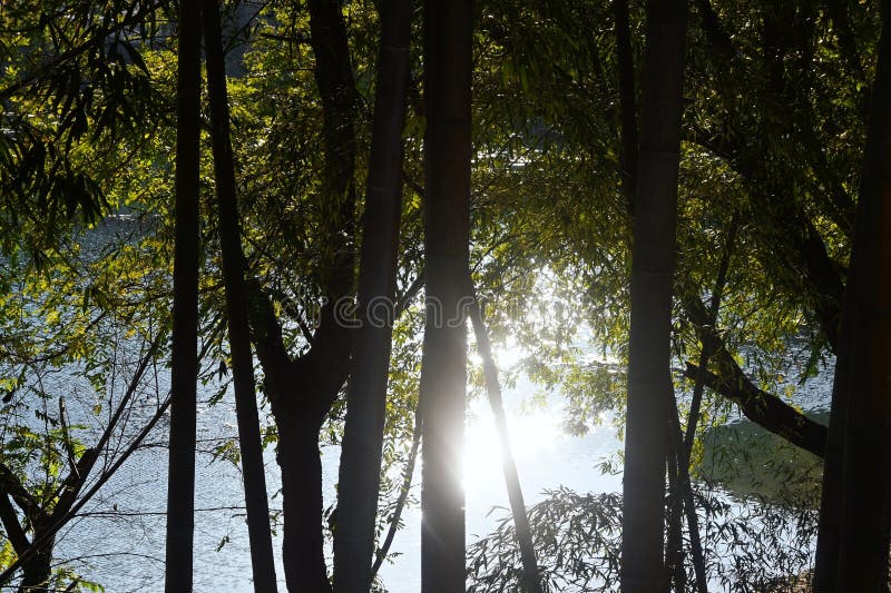 Sunshine,river stock photo. Image of reflection, grass - 379303838