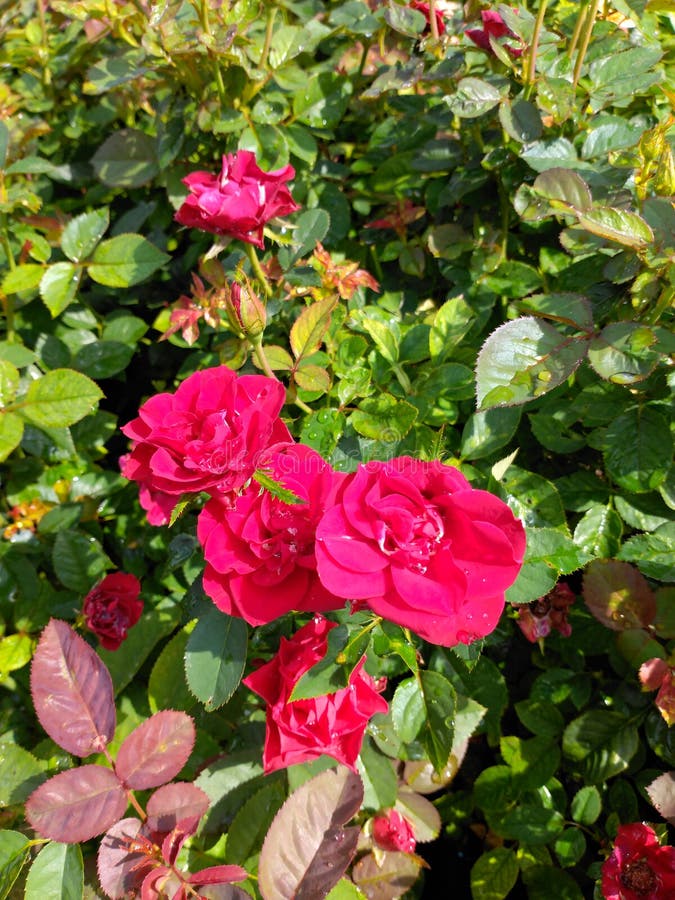 Sunshine and roses stock photo. Image of sunshine, pink - 250528904
