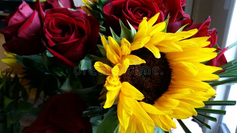 Sunshine in roses stock photo. Image of blossom, flower - 149977358