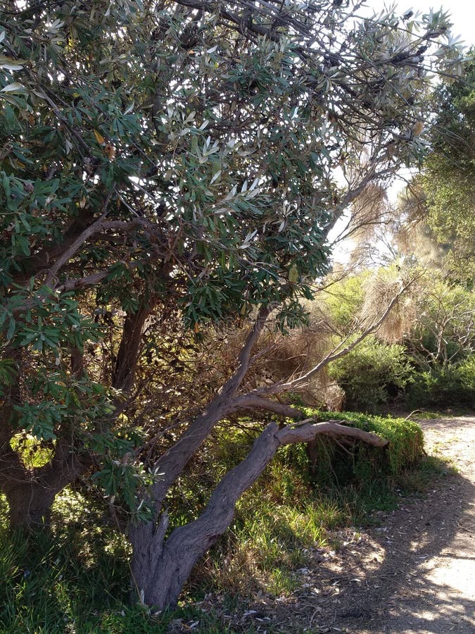 Trees along path stock photo. Image of shadows, path - 115380278