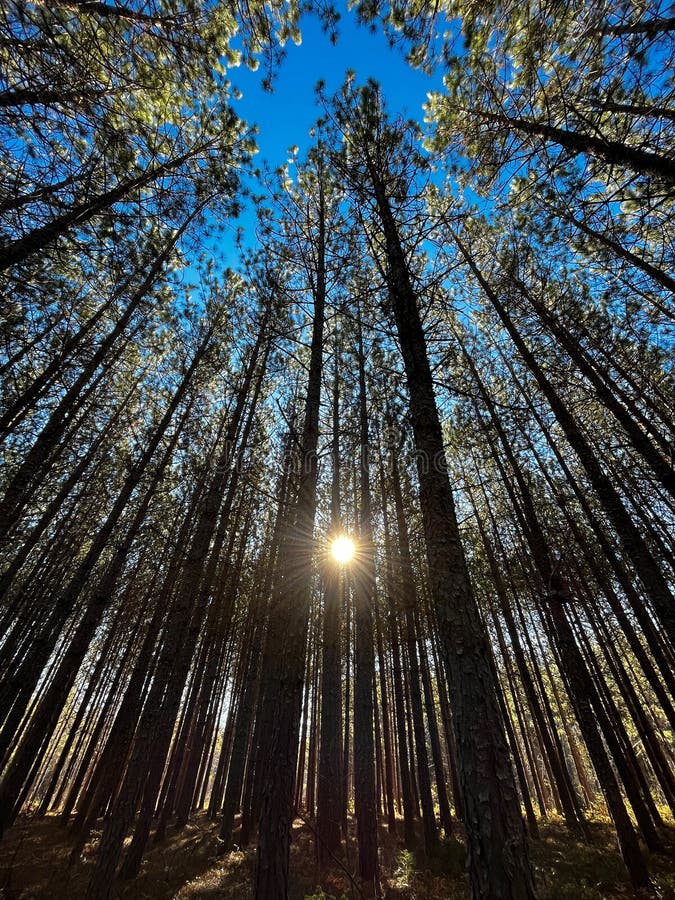 Sunshine Shining through the Trunks of the Trees in the Forest Stock ...