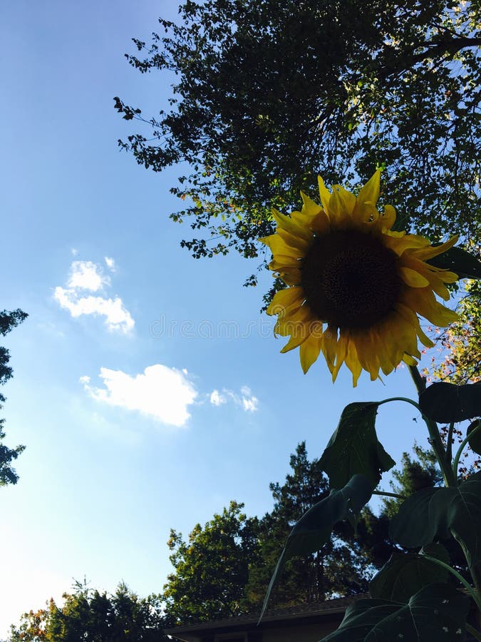 Sunshine stock image. Image of sunflower, sunshine, shows - 151005473