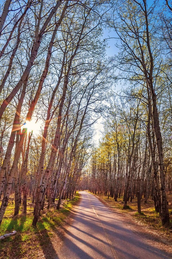 Glowing Spring Flowers stock photo. Image of magenta - 19187734