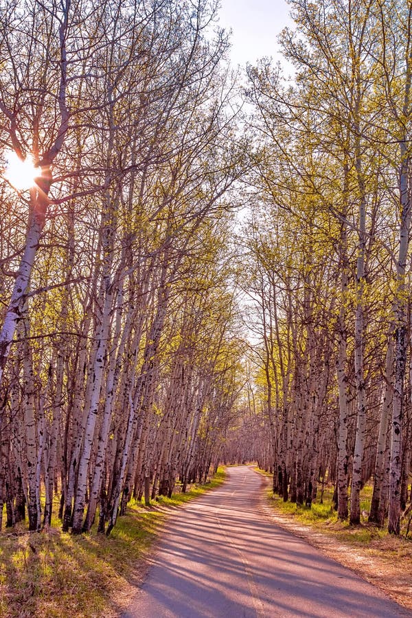 Glowing Spring Flowers stock photo. Image of magenta - 19187734