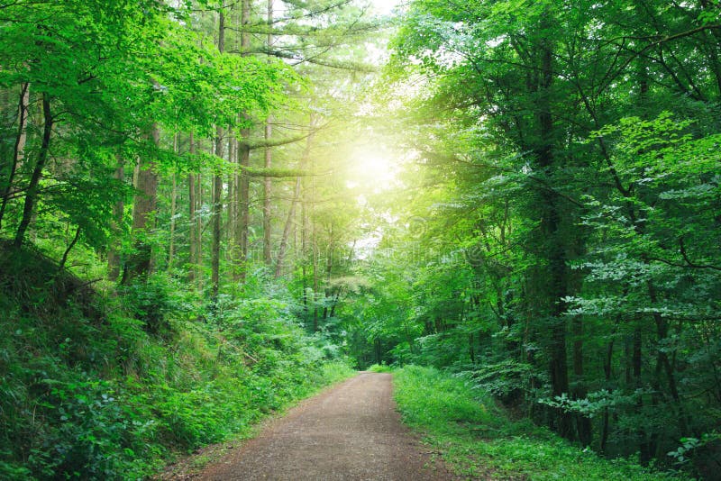 Sunshine in the Summer Forest with Trees and Path. Stock Image - Image ...