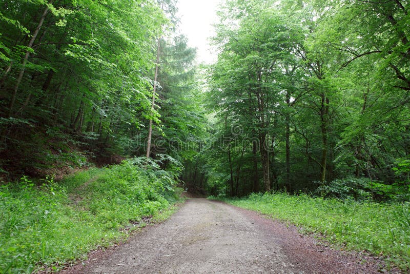 Sunshine in the Summer Forest with Trees and Path. Stock Image - Image ...