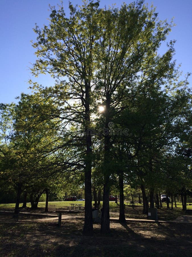 Sunshine stock photo. Image of tree, shining, sunshine - 89503028
