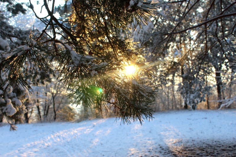 Sunshine stock photo. Image of winter, snow, tree, sunshine - 114202638