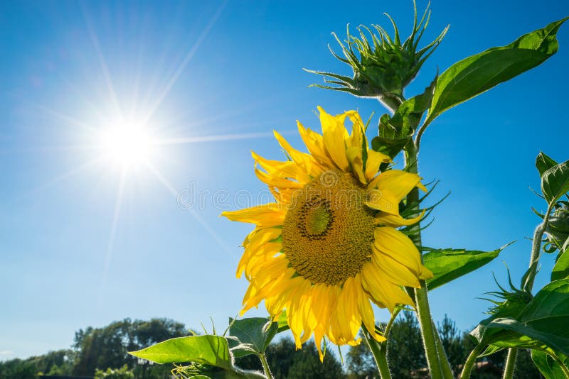 Sunshine and sunflower stock image. Image of flower, colorful - 76853773