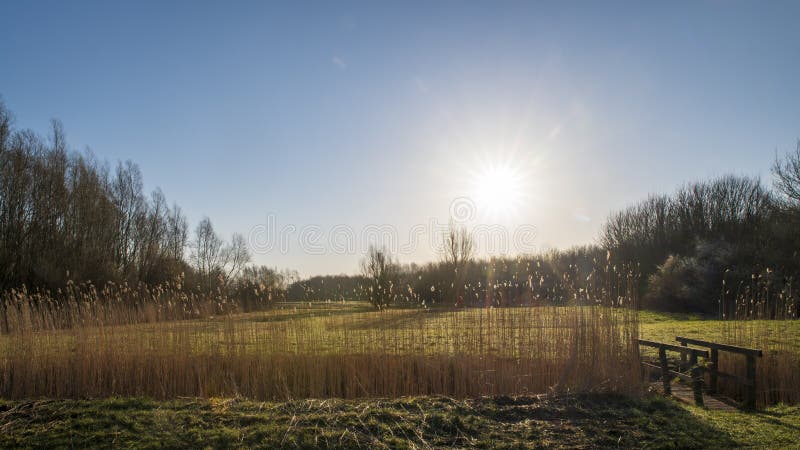 Sunshine at Sunrise through Water Reed on Open Field in the Forest ...