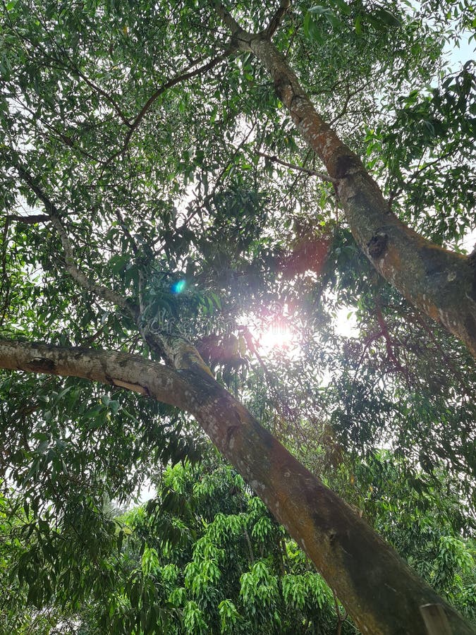 Sunshine through the Tree Branch Stock Image - Image of sunshine, fresh ...
