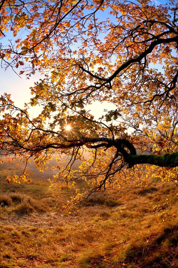 Sunshine through Tree Branches in Autumn Stock Photo - Image of sunbeam ...