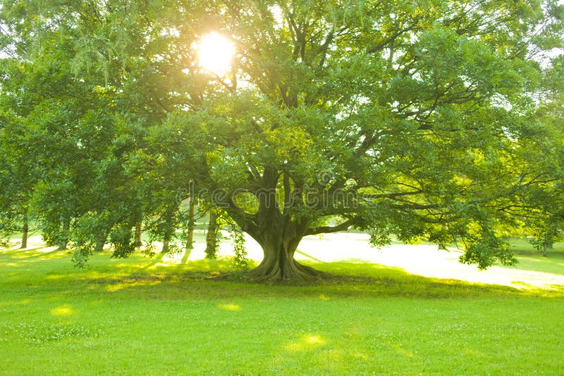 Sunshine tree stock image. Image of nature, leaf, sunlight - 264152749