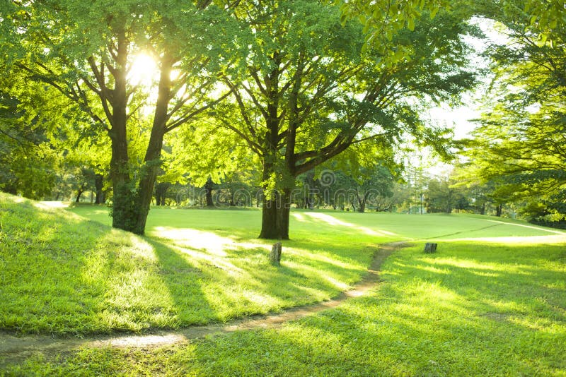 Sunshine tree stock image. Image of pasture, light, summer - 264269007