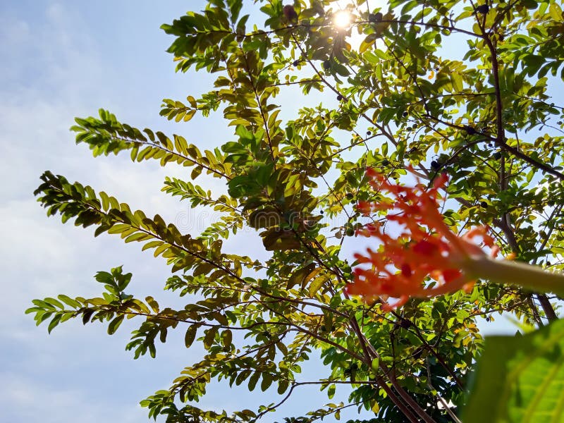 Sunshine through the Tree Leaves Stock Image - Image of branch ...
