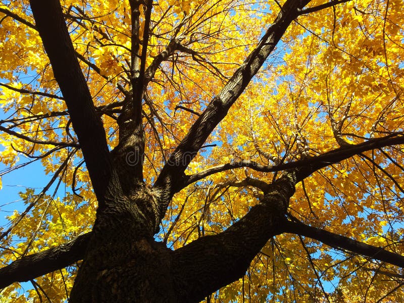 Sunshine tree stock photo. Image of light, autumn, autumnleaves - 61566544