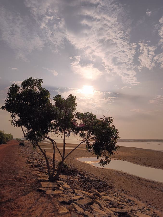 Sunshine Tree on the Sea Beach Stock Photo - Image of horizon, dusk ...