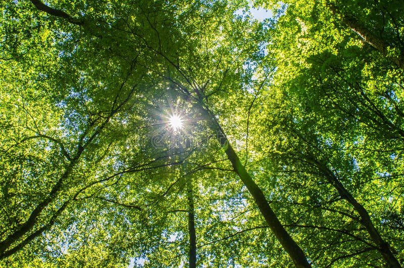 Sunshine through tree tops stock photo. Image of trees - 73559082