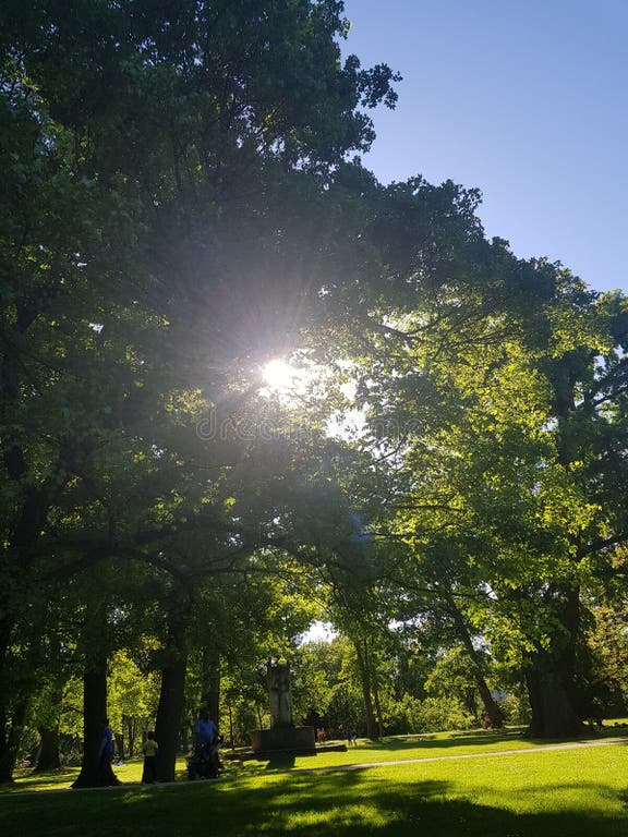 Sunshine with Trees editorial photo. Image of trees - 118353156